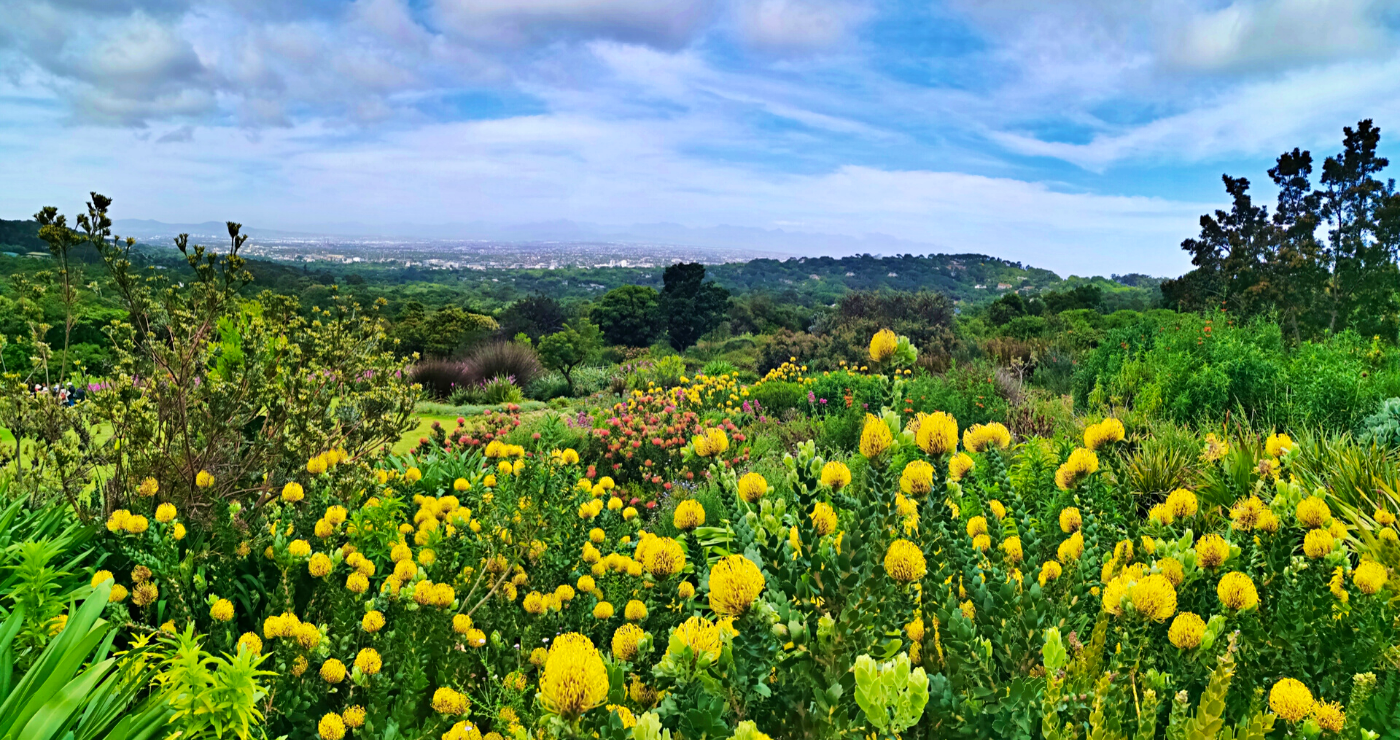 Southern Suburbs of Cape Town | South African History Online