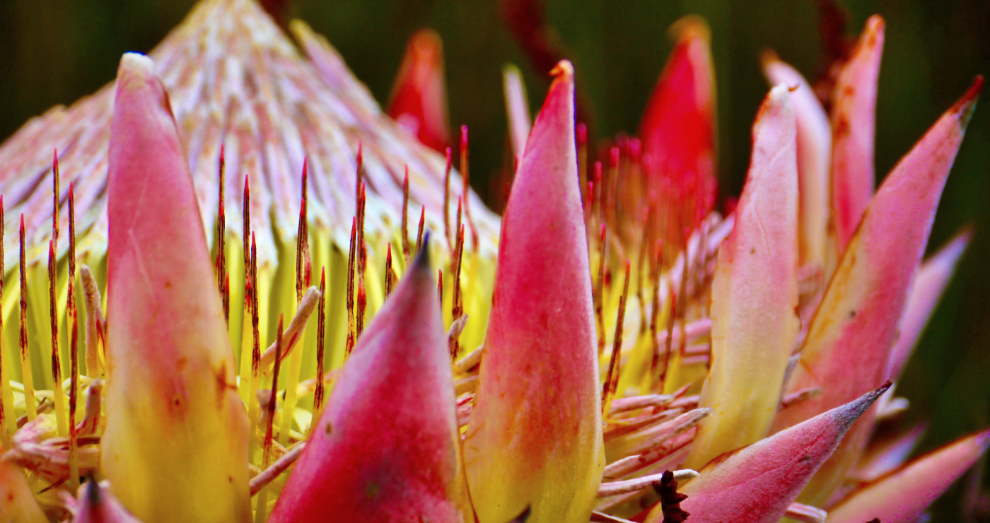 Besonderse blomme van Suid-Afrika: ’n lysie vir beginners | LekkeSlaap